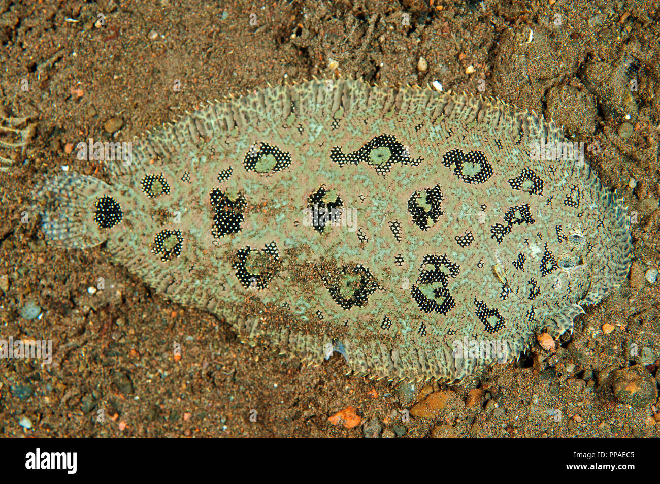 Hartzfeld's Sole, Heteromycteris hartzfeldii, Bali Indonesia Stock ...
