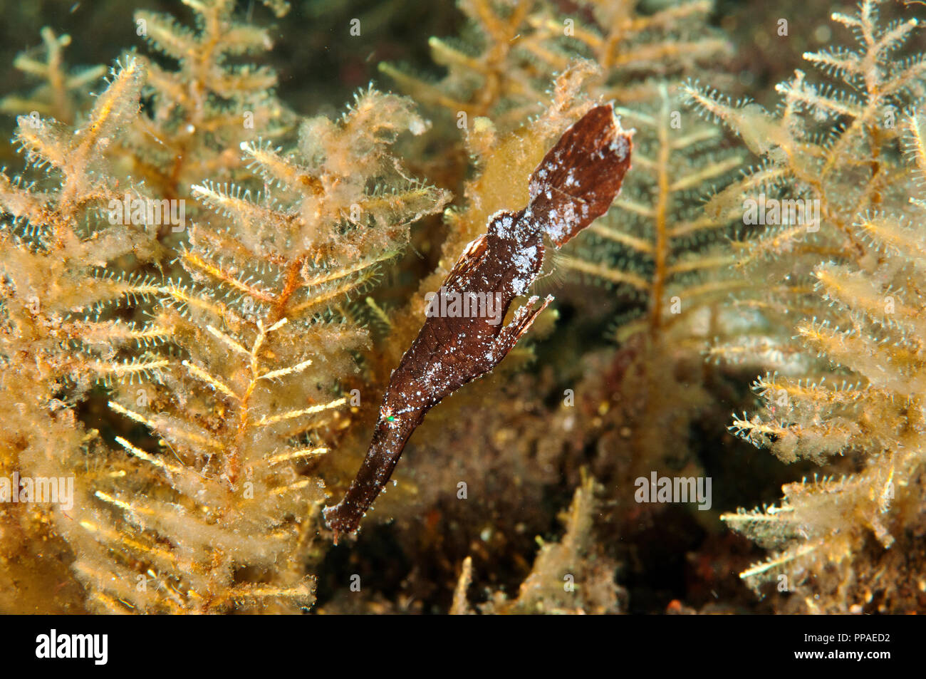 Robust ghost pipefish, Solenostomus cyanopterus, Bali Indonesia Stock ...