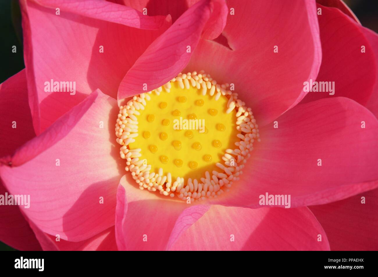 Pink lotus blooms hi-res stock photography and images - Alamy