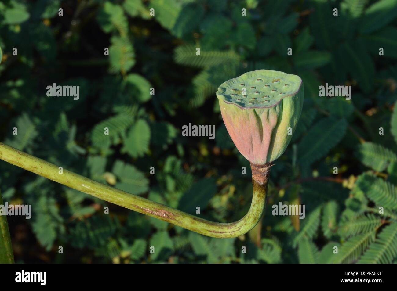 Young lotus flowers hi-res stock photography and images - Alamy