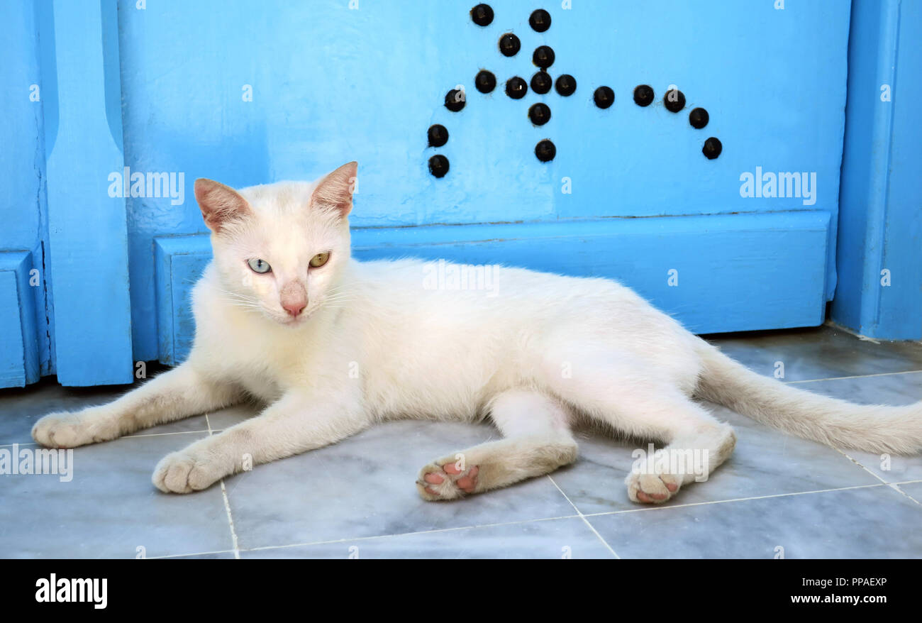 Multi colored eyes hi-res stock photography and images - Alamy