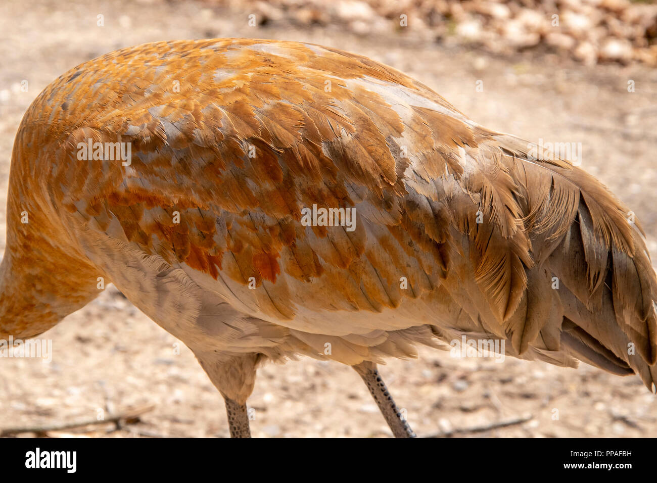 Closeup of feathers on side and back of a Sandhill Crane (Antigone ...