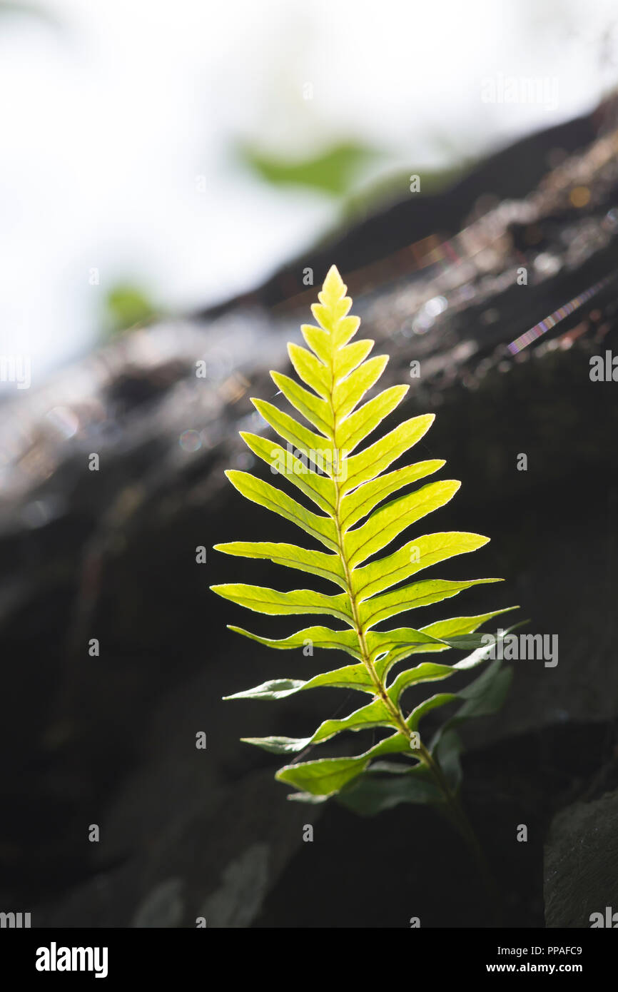 Filicophyta hi-res stock photography and images - Alamy