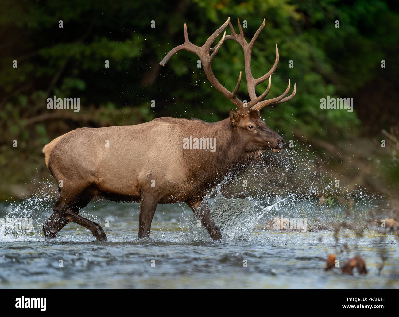 Elk Mating Season in the Meadow Stock Photo - Alamy