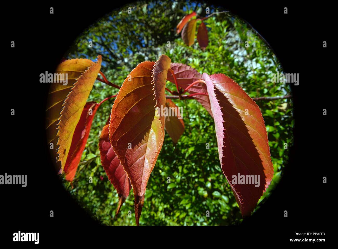 Autumn Leaves wide angle Stock Photo - Alamy
