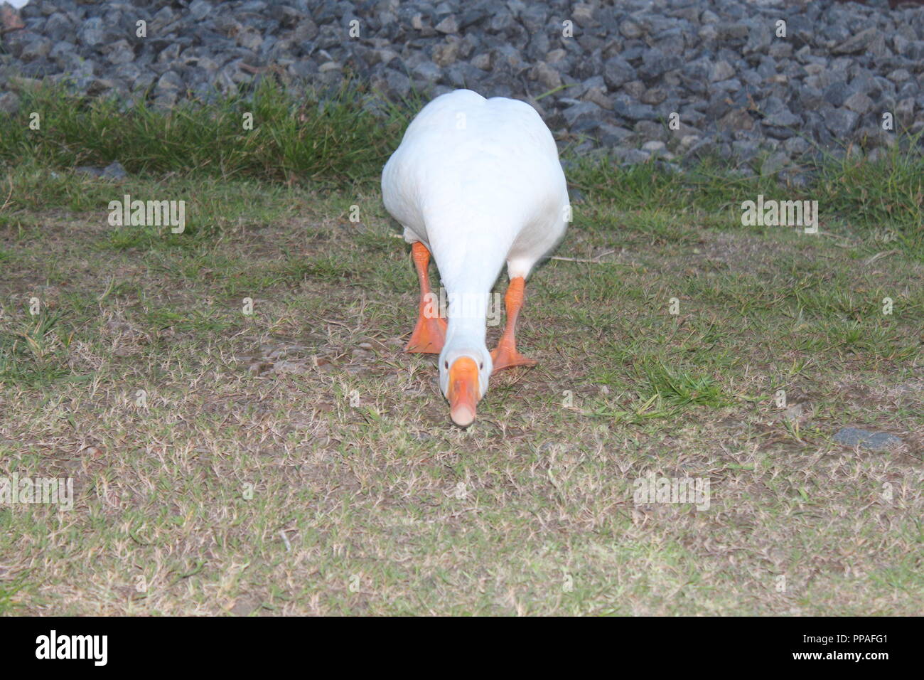 Jhfg hi-res stock photography and images - Alamy