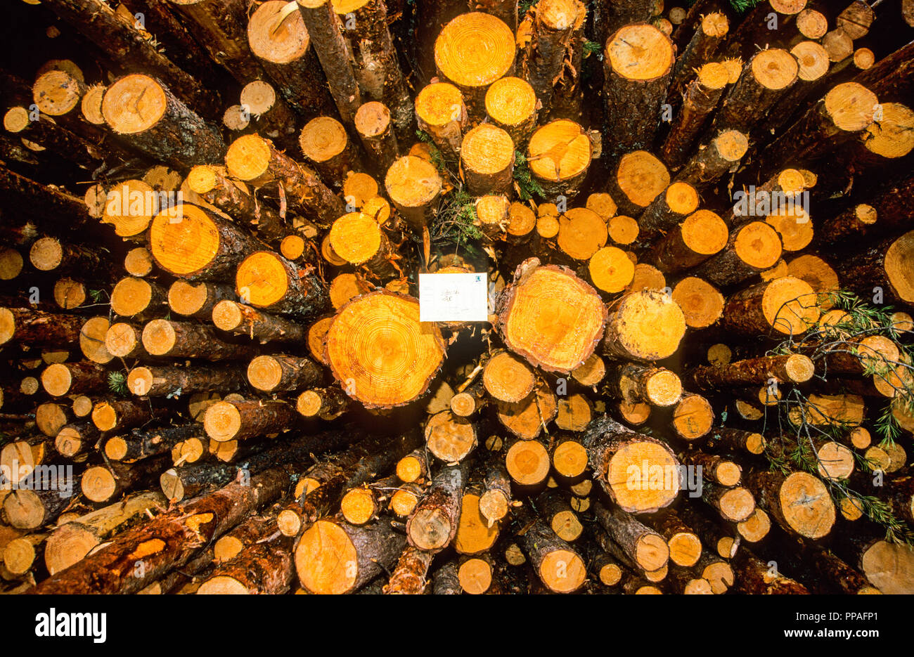 Old Growth Trees Cut down for Paper Pulp, Uimaharju, Finland ...