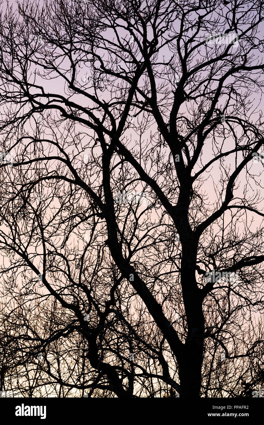 Ash Tree. Branching Fractals Stock Photo - Alamy