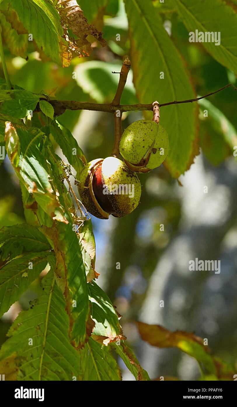 Conkers forest park hi-res stock photography and images - Alamy
