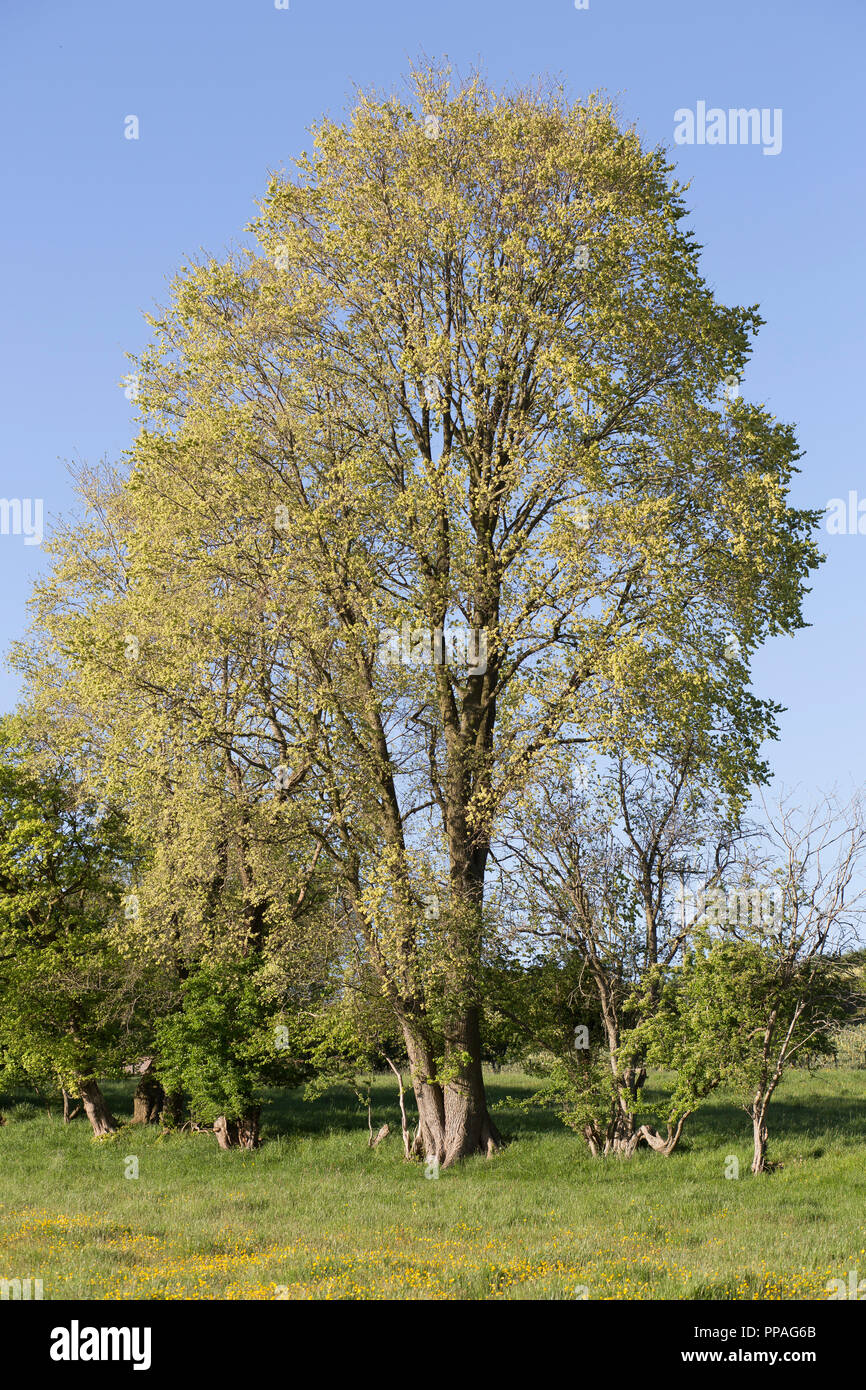 Beech tree in spring hi-res stock photography and images - Alamy