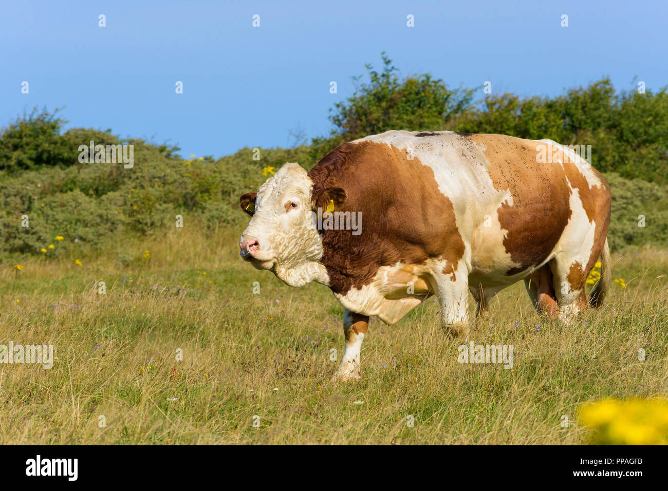 Jutland cattle hi-res stock photography and images - Alamy