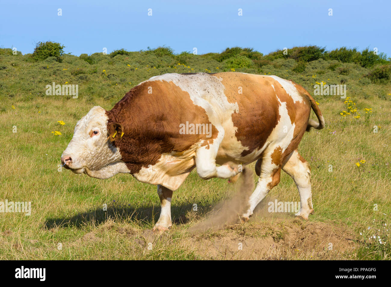 Jutland cattle hi-res stock photography and images - Alamy
