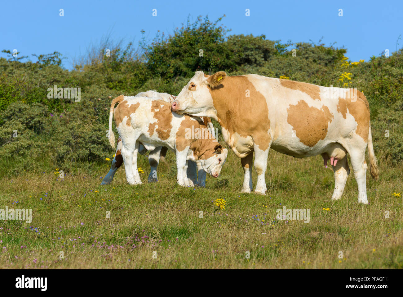 Cow with Calf, Rubjerg Knude, Løkken, Lokken, North Jutland, Denmark ...