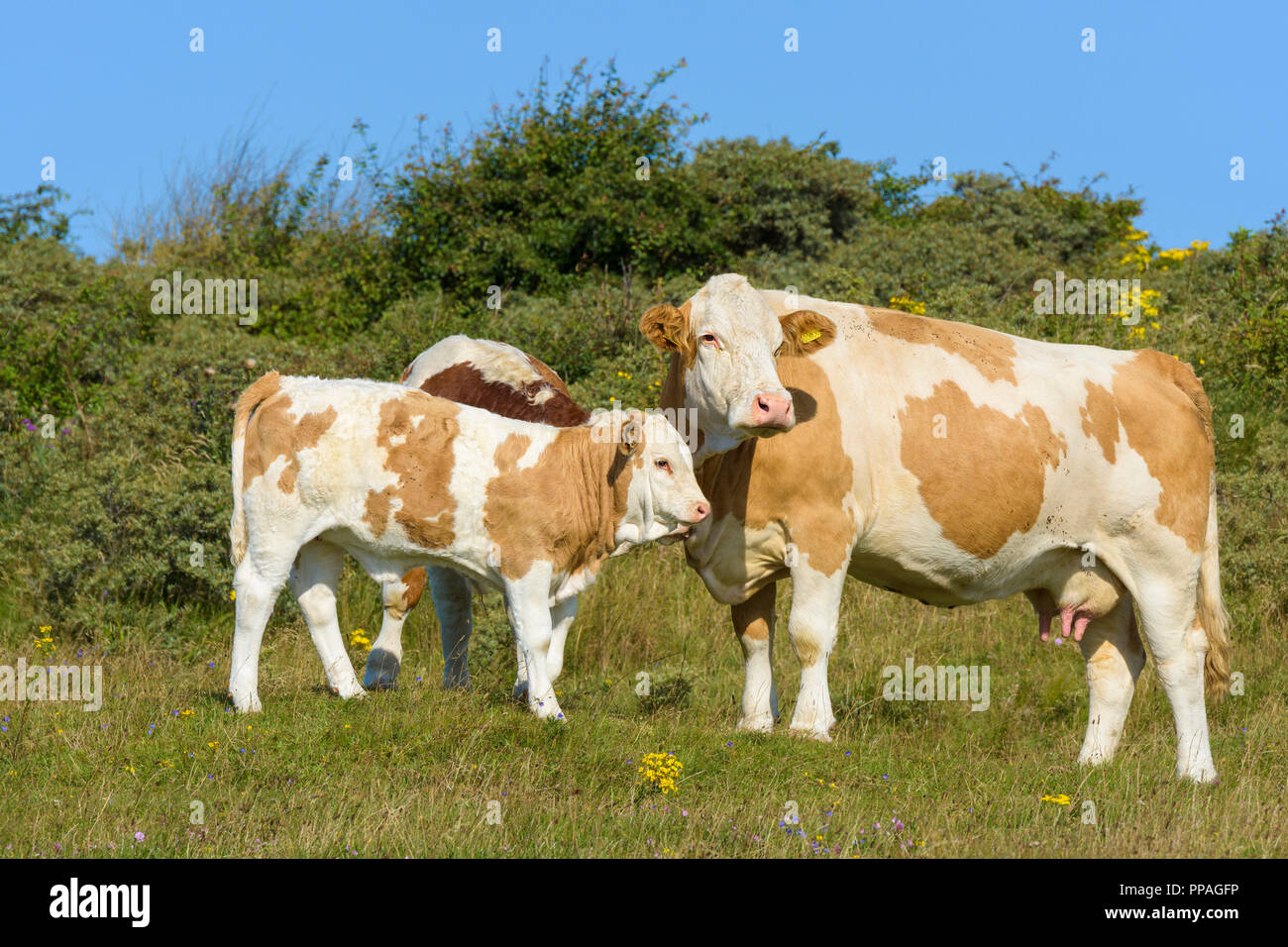 Cow with Calf, Rubjerg Knude, Løkken, Lokken, North Jutland, Denmark ...