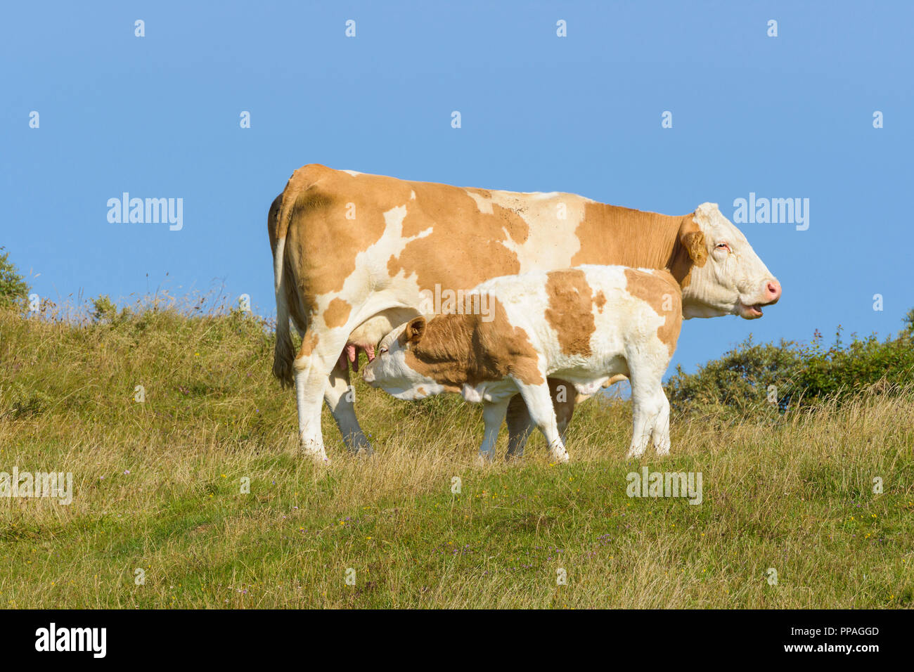 Cow suckling calf hi-res stock photography and images - Alamy