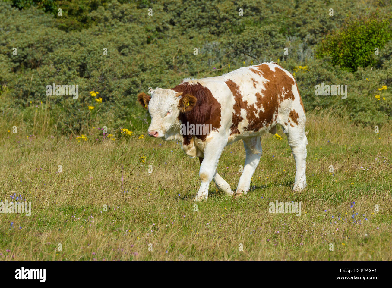 Cattle Calf, Rubjerg Knude, Løkken, Lokken, North Jutland, Denmark ...