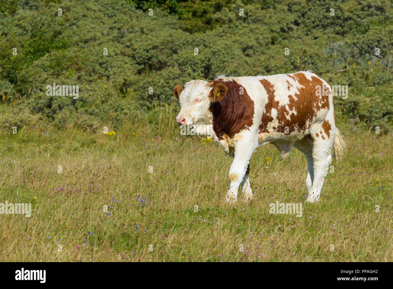 Cattle Calf, Rubjerg Knude, Løkken, Lokken, North Jutland, Denmark ...