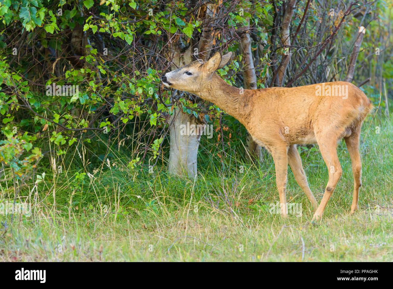 Roe Deer, Capreolus capreolus, Yearling, Summer, Sealand Odde ...