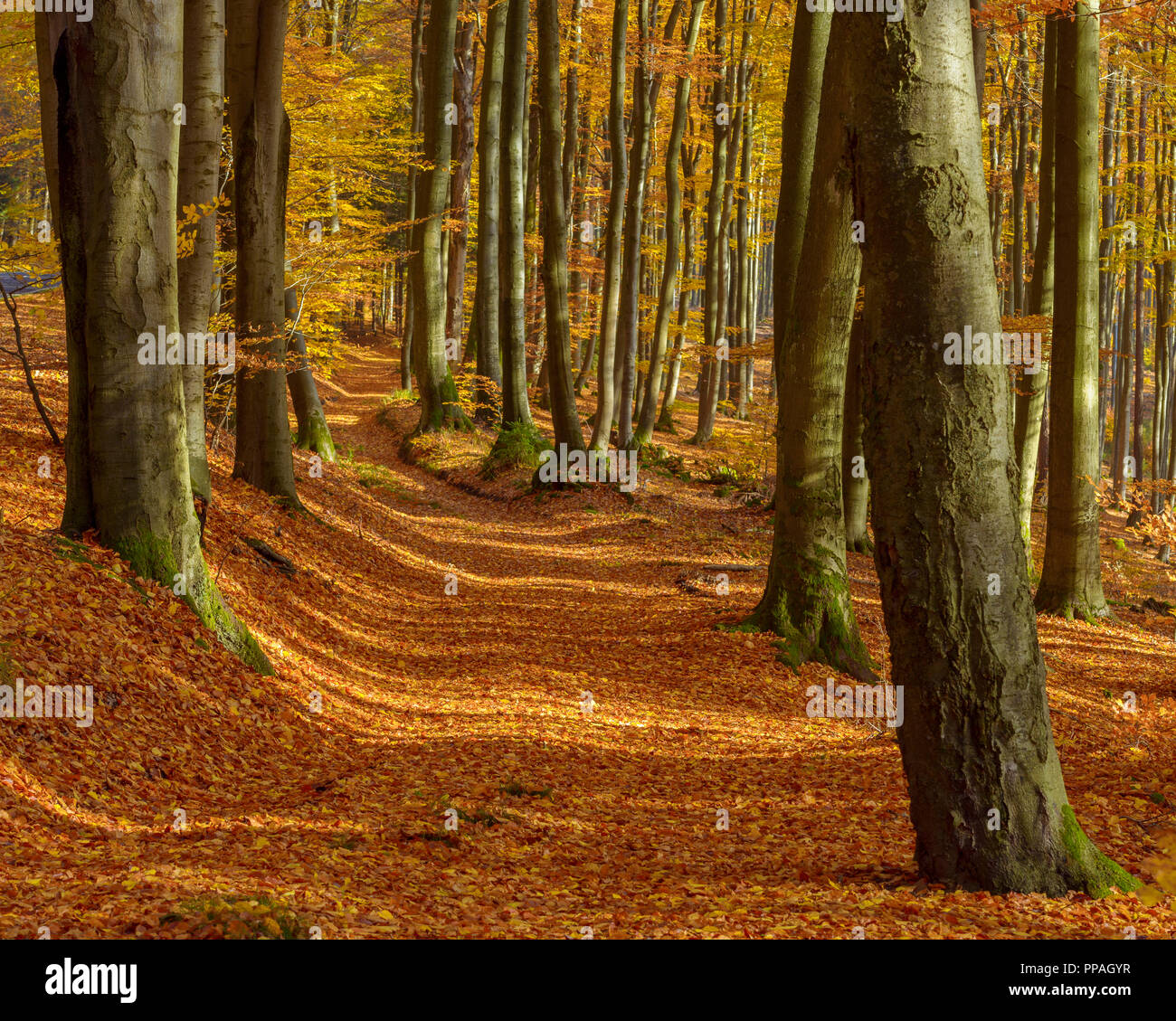 Spessart way hi-res stock photography and images - Alamy