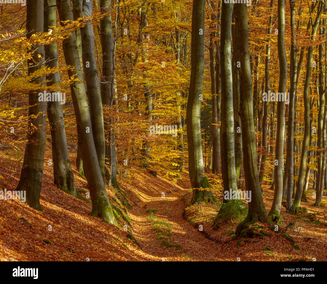 Spessart path hi-res stock photography and images - Alamy