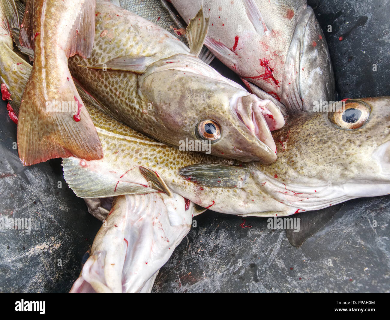 Black cod with head hi-res stock photography and images - Alamy