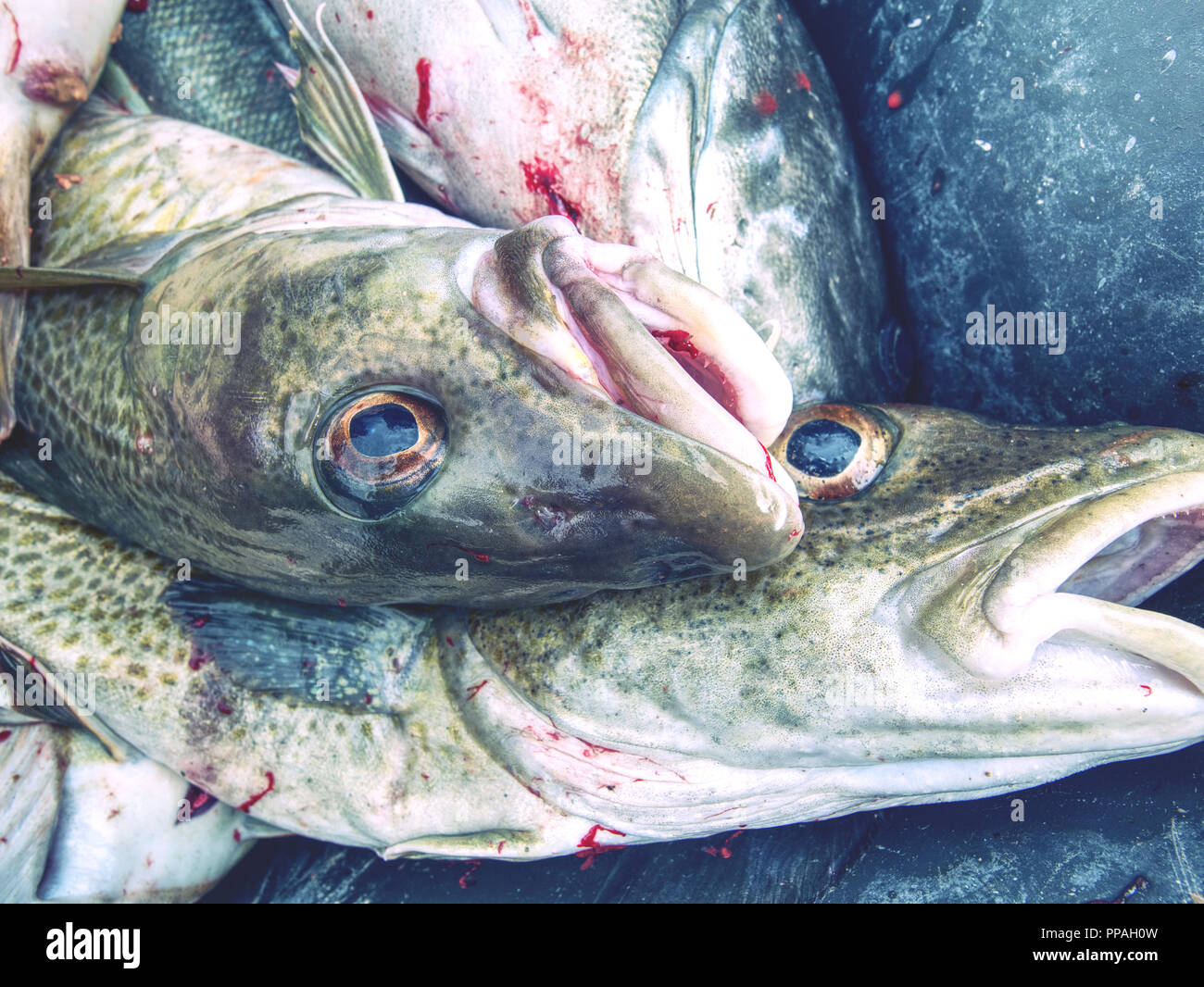 Cod fish alive hi-res stock photography and images - Alamy