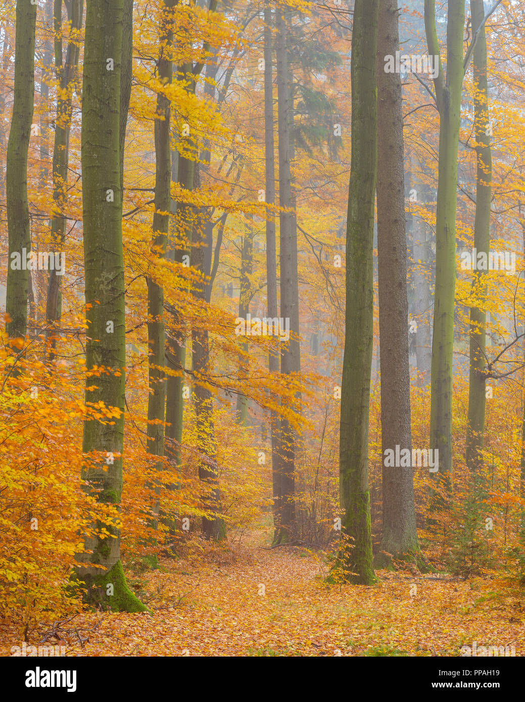 Beech Tree Forest in Autumn, Spessart, Bavaria, Germany Stock Photo - Alamy