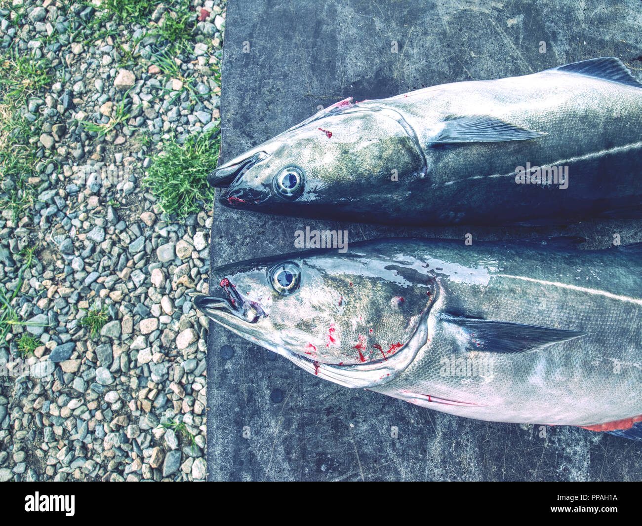 Coley fish hi-res stock photography and images - Alamy