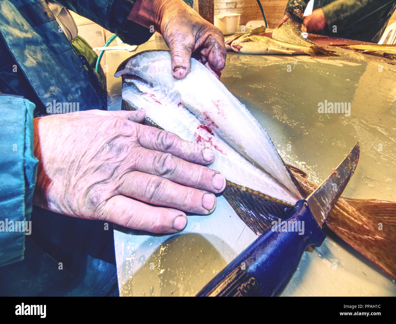 Fish farm slaughterer hands gutting cod the codfish. Man hand is ...