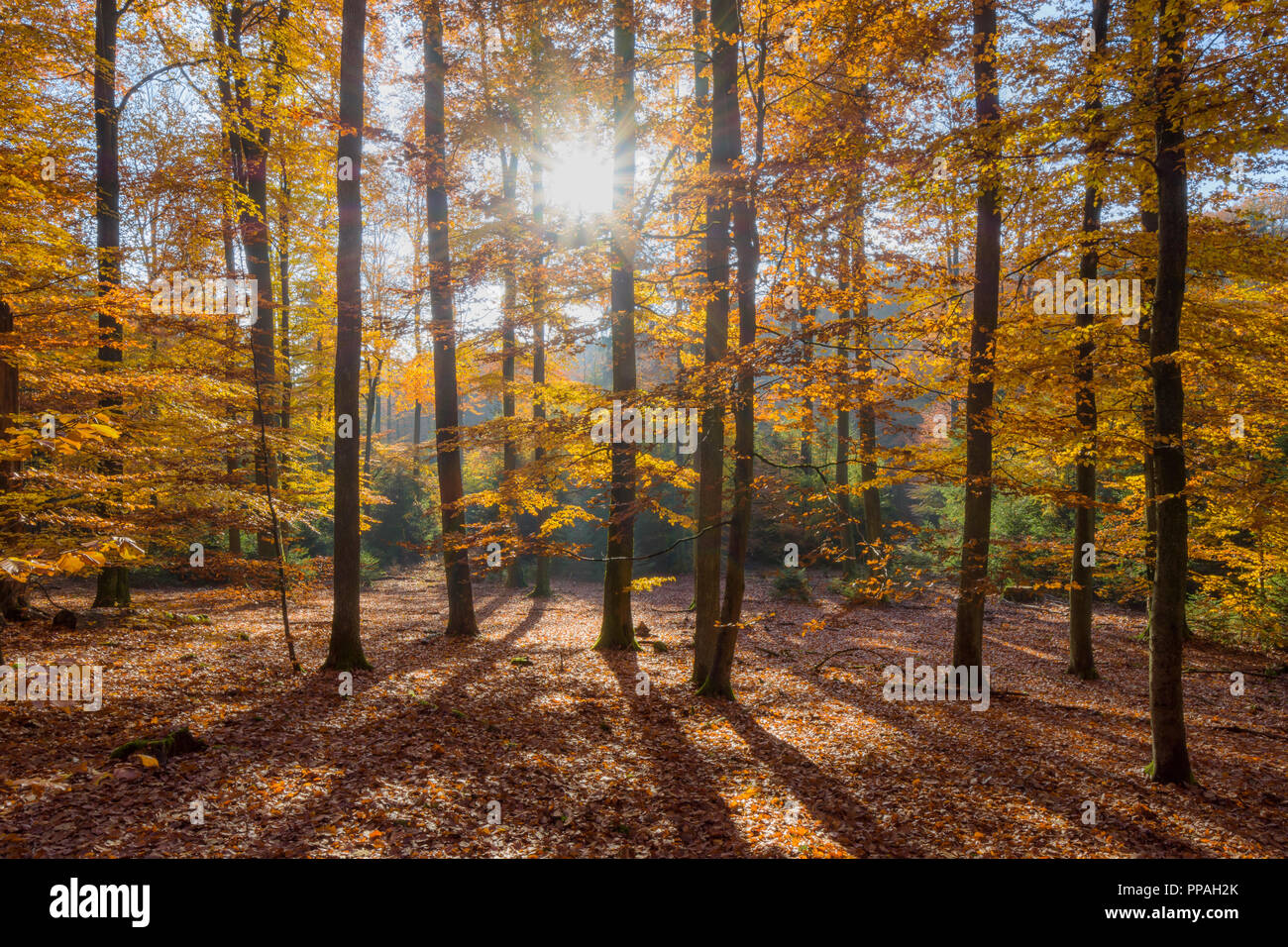Spessart forest hi-res stock photography and images - Alamy