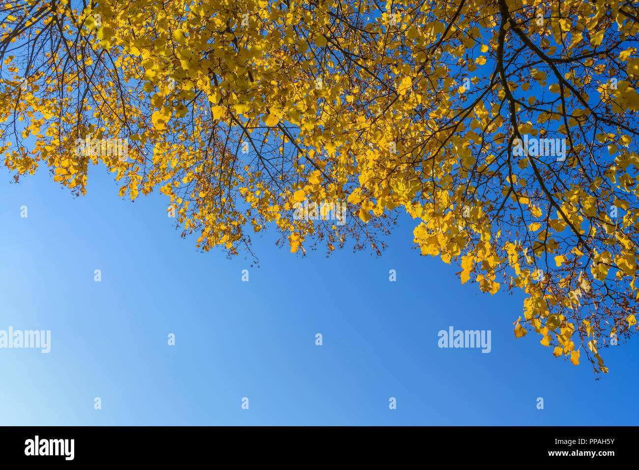Colorful lime tree leaves hi-res stock photography and images - Alamy