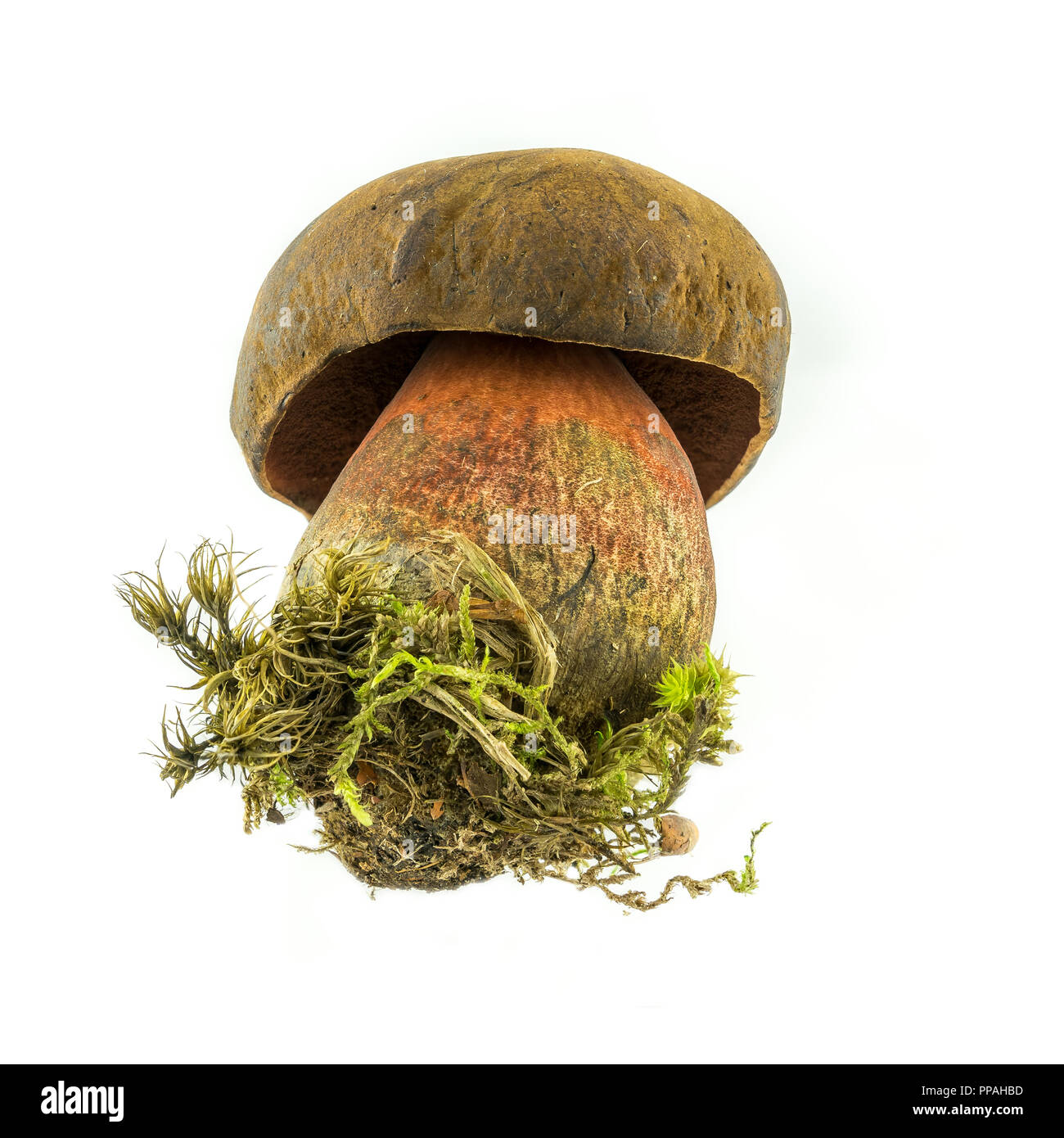 Bolete mushroom pores hi-res stock photography and images - Alamy