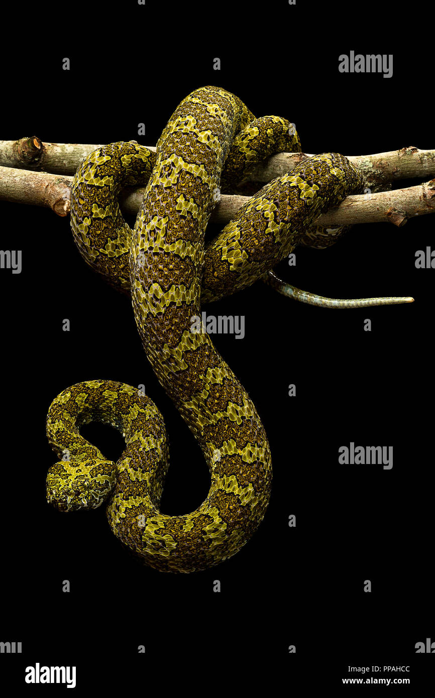 Protobothrops mangshanensis / Mangshan viper Stock Photo - Alamy