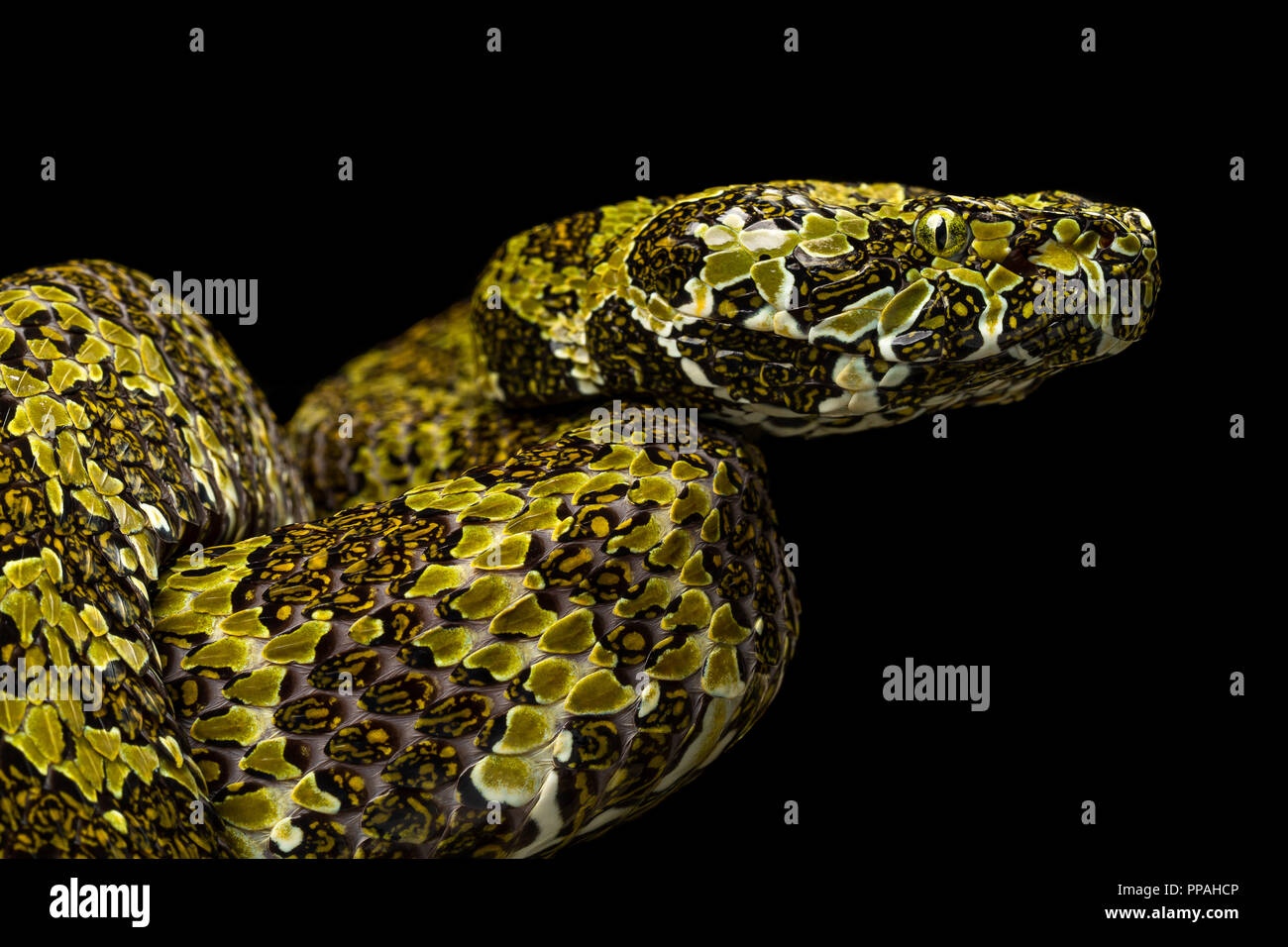 Protobothrops mangshanensis / Mangshan viper Stock Photo - Alamy