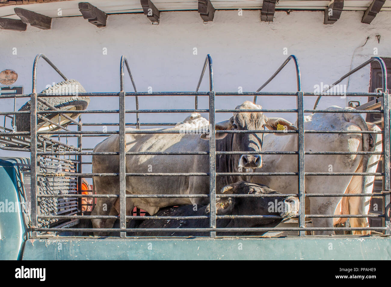 Brahman cows hi-res stock photography and images - Alamy