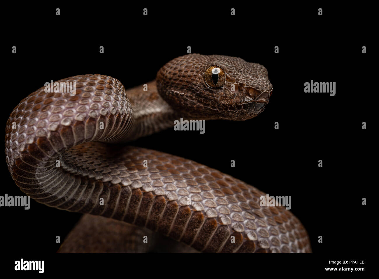 Trimeresurus purpureomaculatus / Mangrove pit viper Stock Photo - Alamy