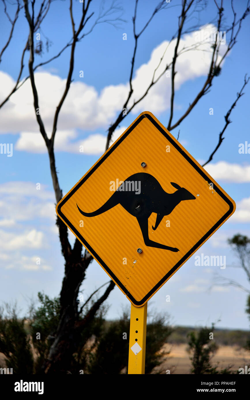 Yellow Australian kangaroo road sign South Western Australia Stock ...
