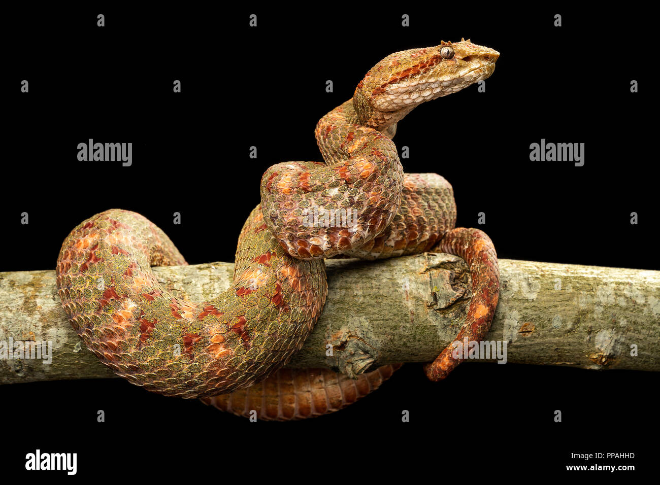 Bothriechis schlegelii / Eyelash viper Stock Photo - Alamy
