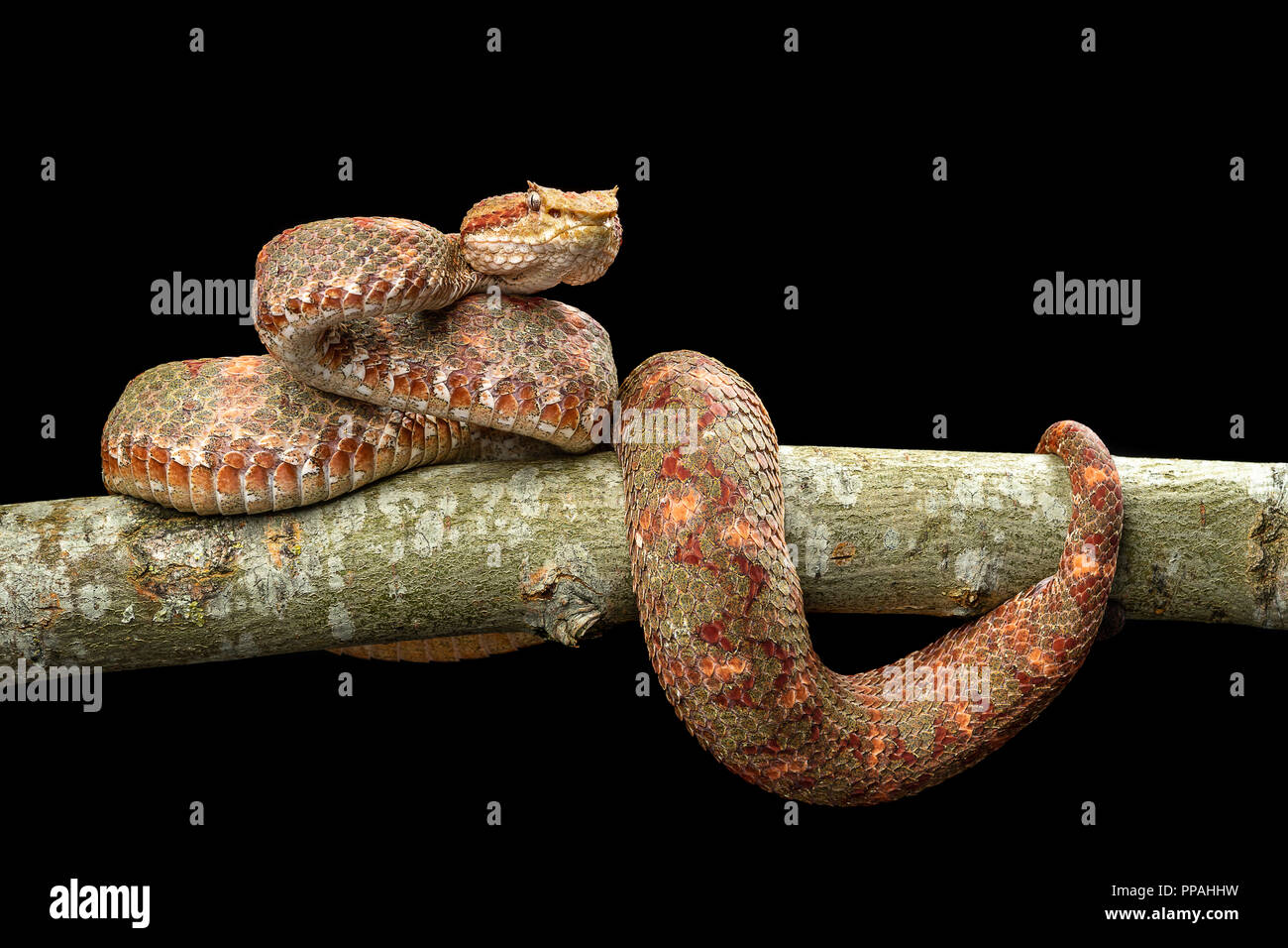 Bothriechis schlegelii / Eyelash viper Stock Photo - Alamy