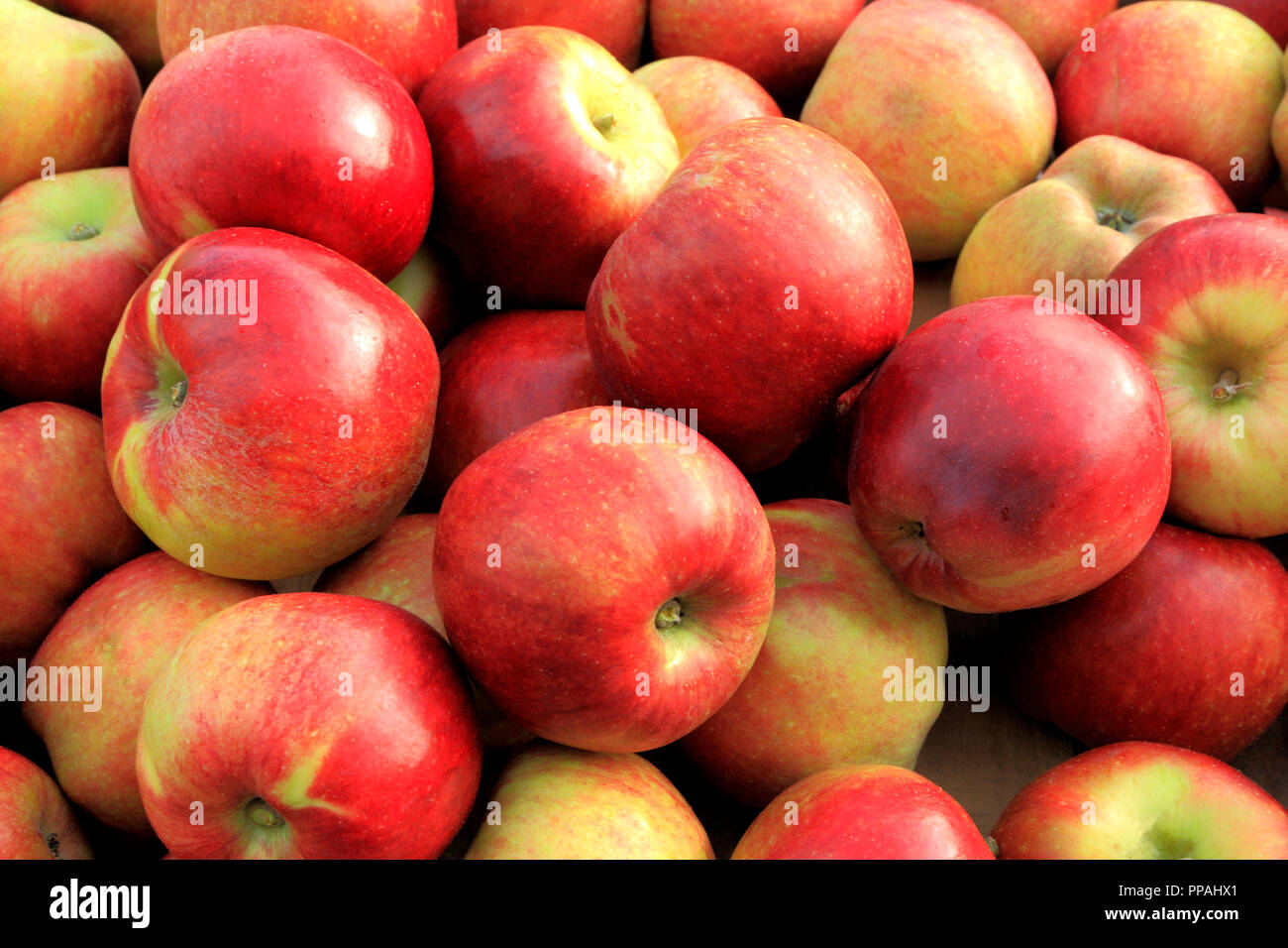 Apple 'Herrings Pippin', apples, farm shop display, malus domestica ...