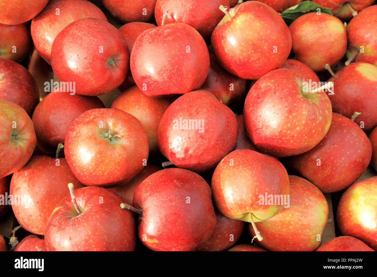 Apple, 'Red Prince', variety, farm shop, display, malus domestica ...