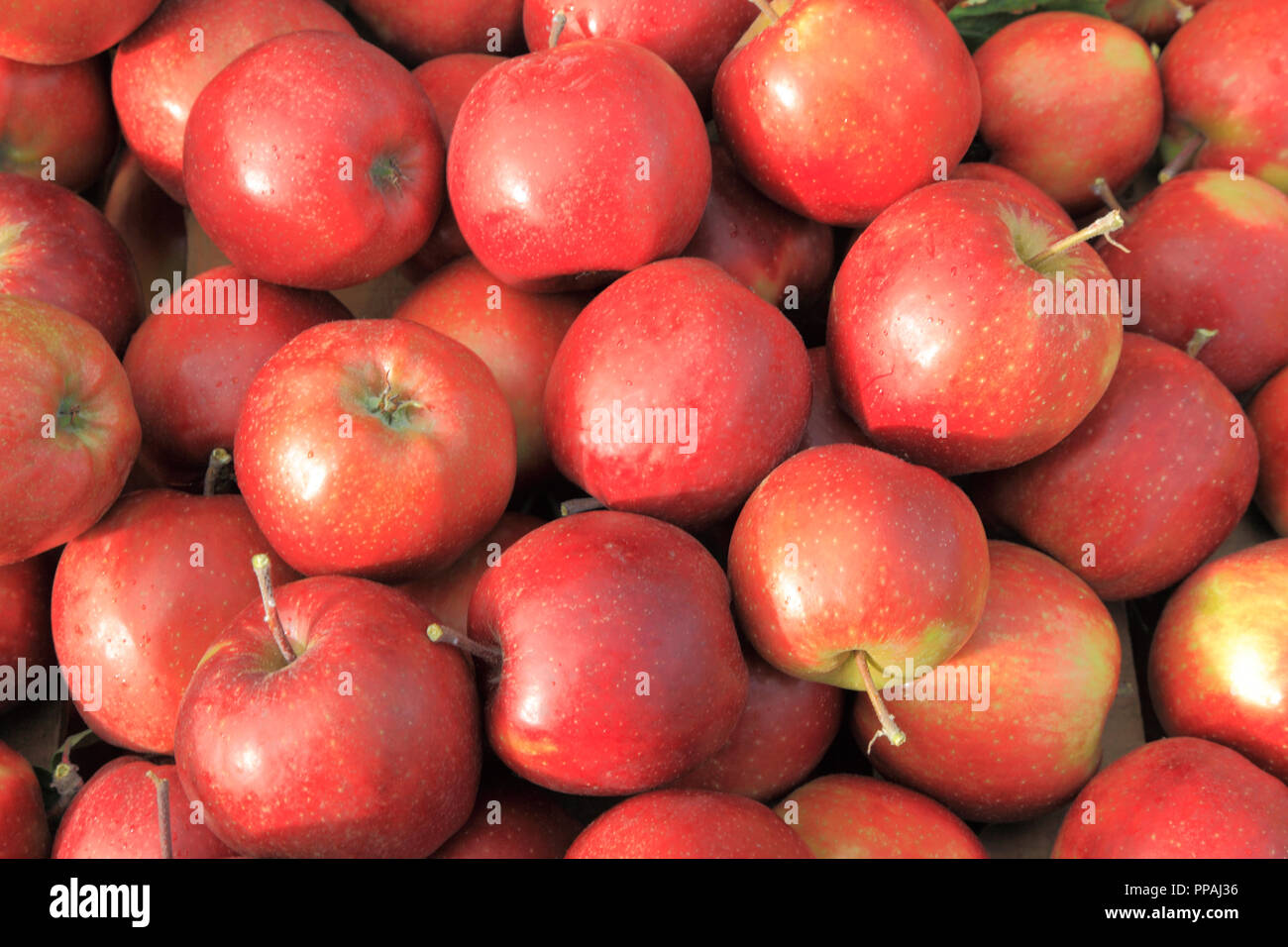 Apple, 'Red Prince', variety, farm shop, display, malus domestica ...