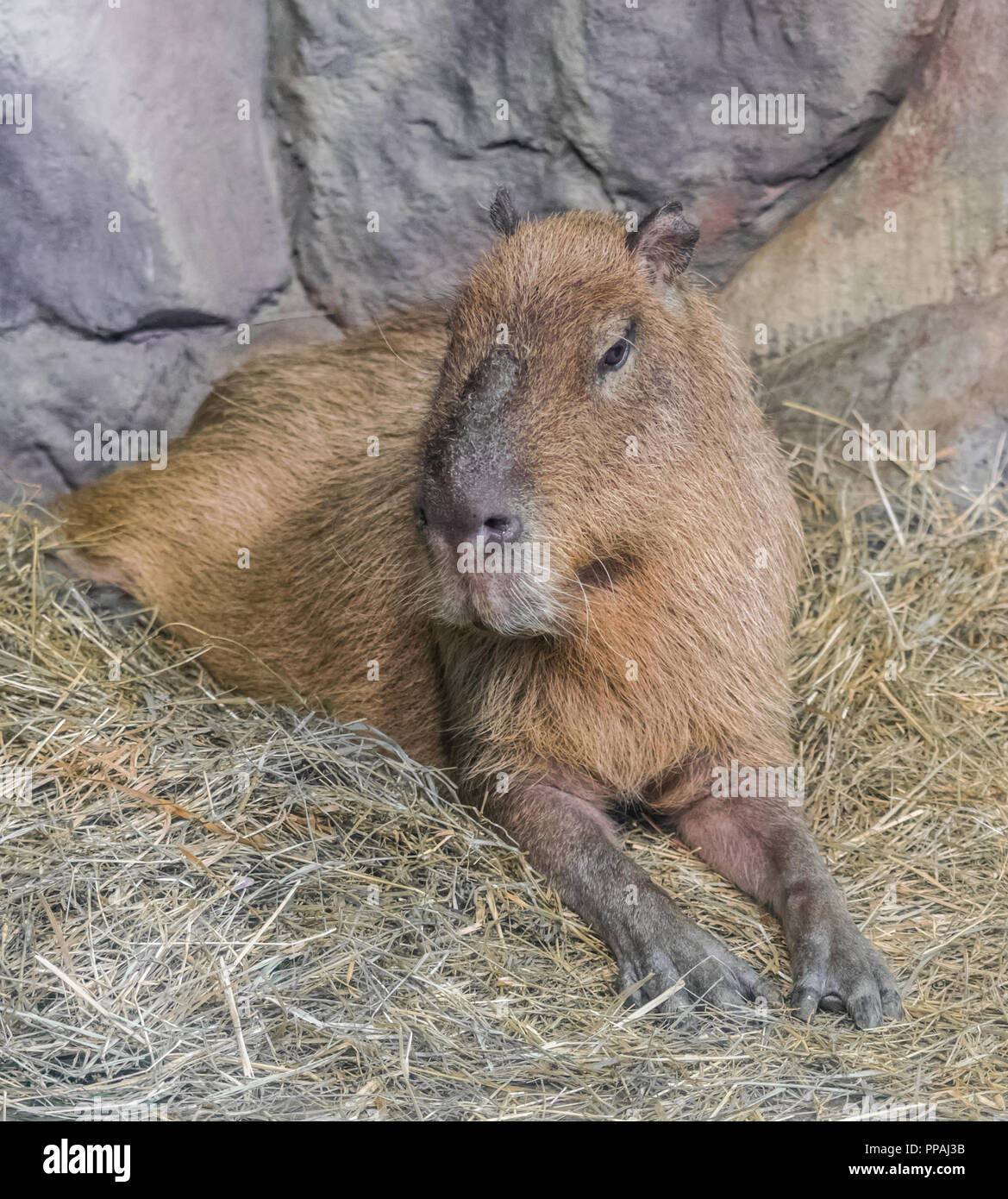 Capybara portrait (Hydrochoerus hydrochaeris Stock Photo - Alamy
