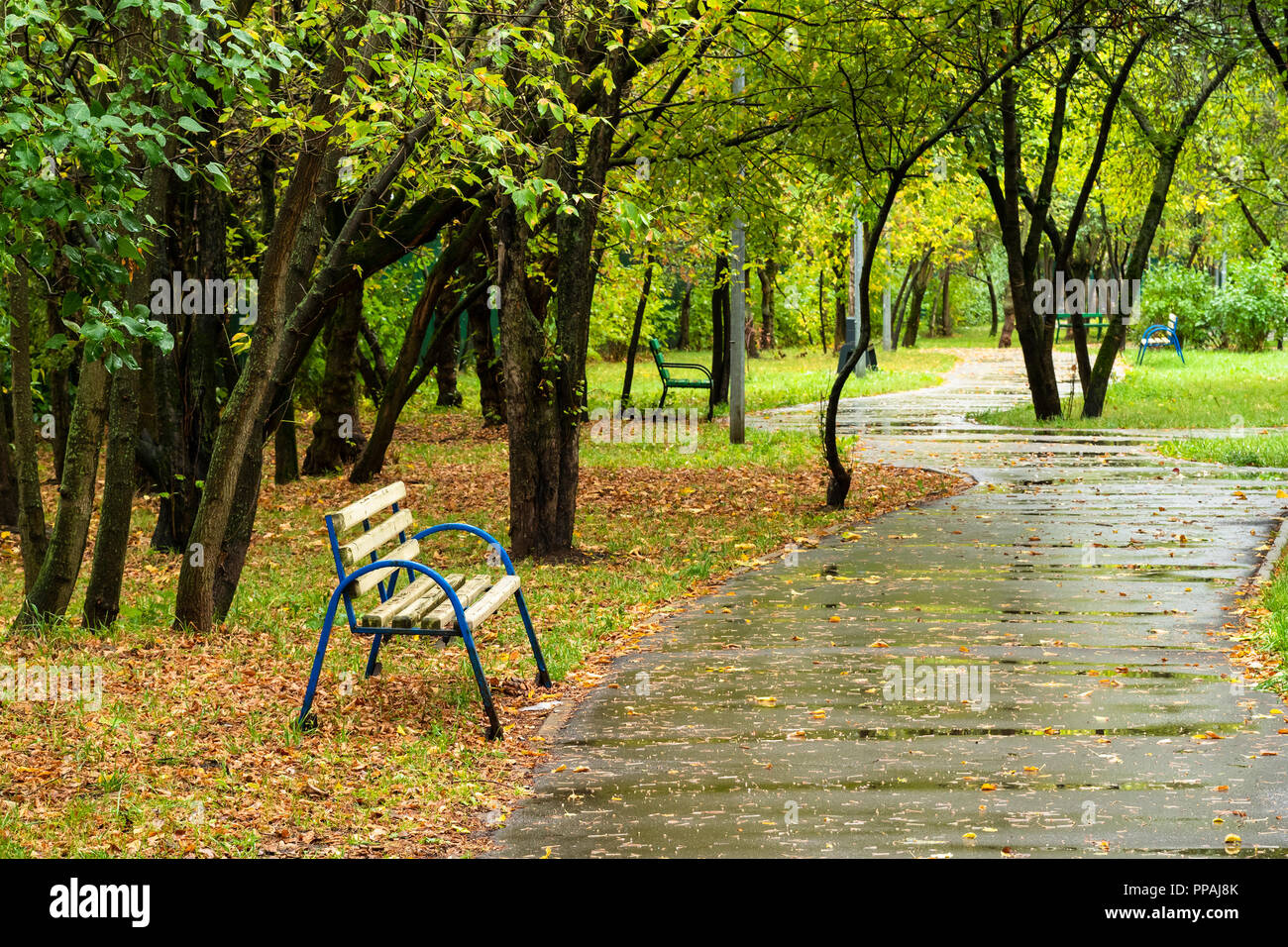 wet path in urban park in autumn rainy day Stock Photo - Alamy
