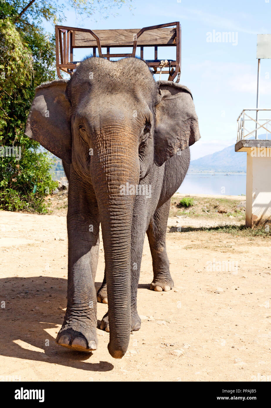 Elephant for riding Stock Photo - Alamy