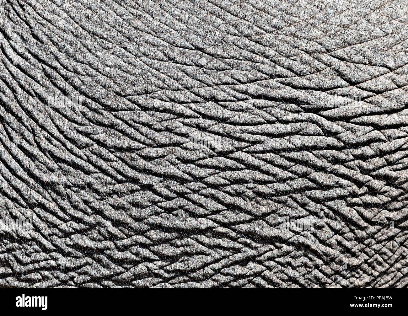 Elephant texture hi-res stock photography and images - Alamy