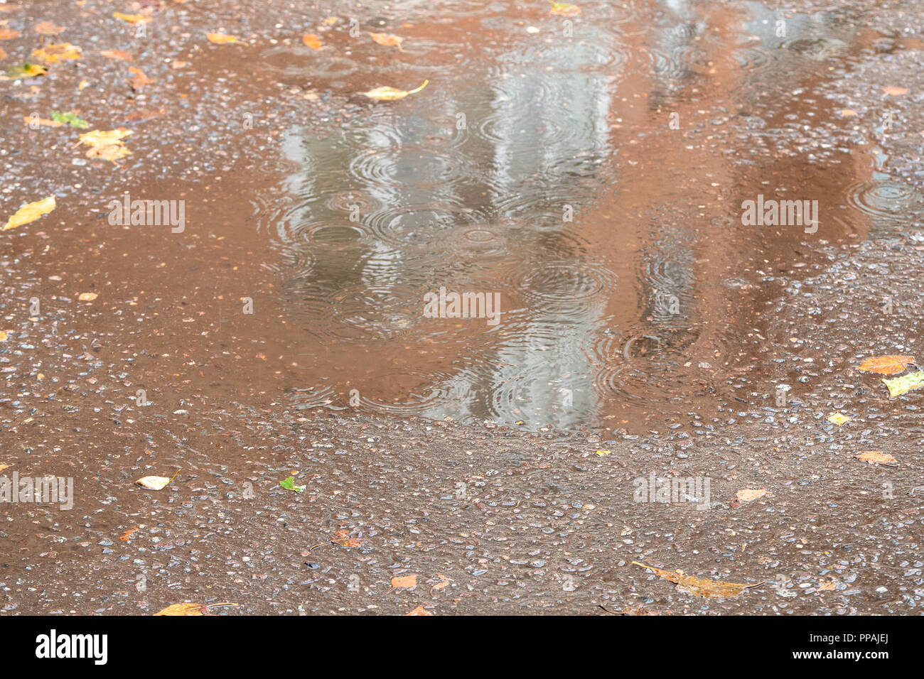 puddle with fallen leaves on wet asphalt road near urban house in autumn rain Stock Photo - Alamy