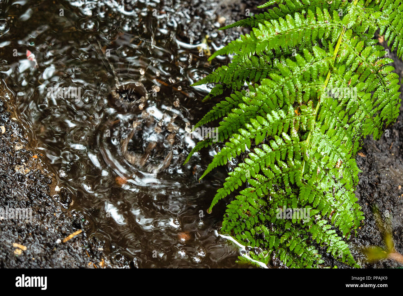 raindrops fall in deep puddle on meadow in garden in autumn rain Stock ...
