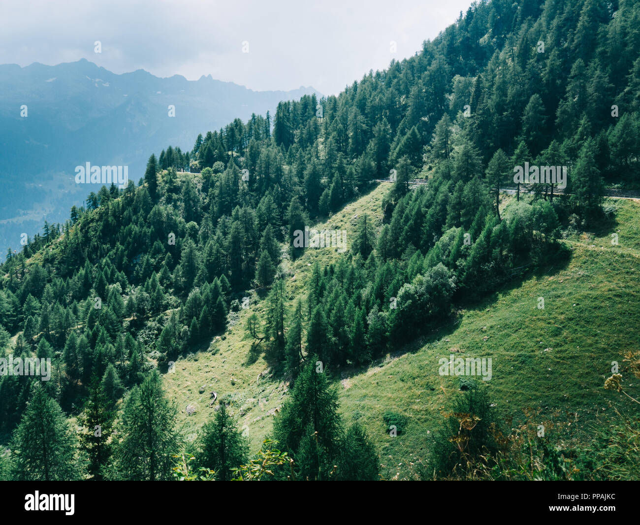 Swiss mountains valley and flowers sky trees green panorama near the ...