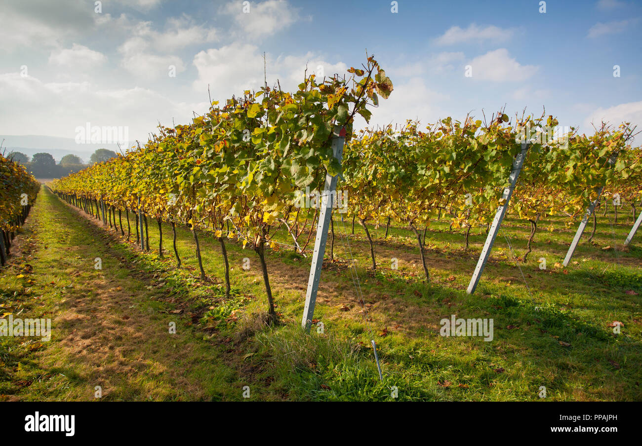 UPPERTON VINEYARD, Tillington, Petworth, South Downs National Park ...